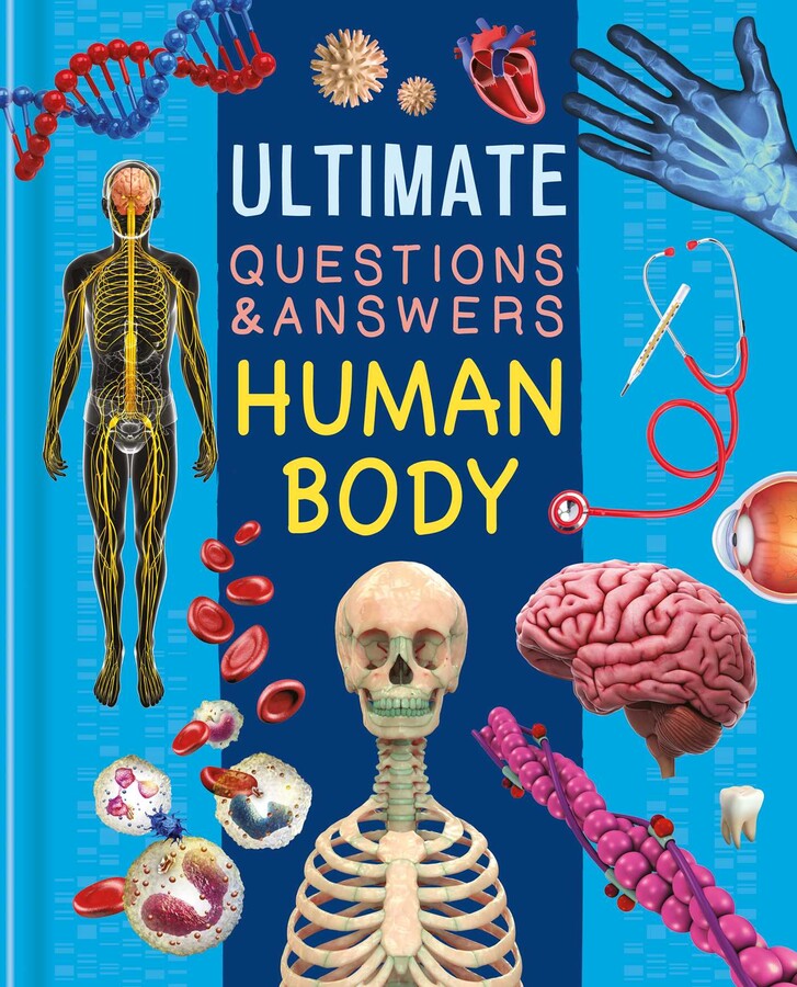 Learning is Fun. ULTIMATE QUESTIONS & ANSWERS-HUMAN BODY